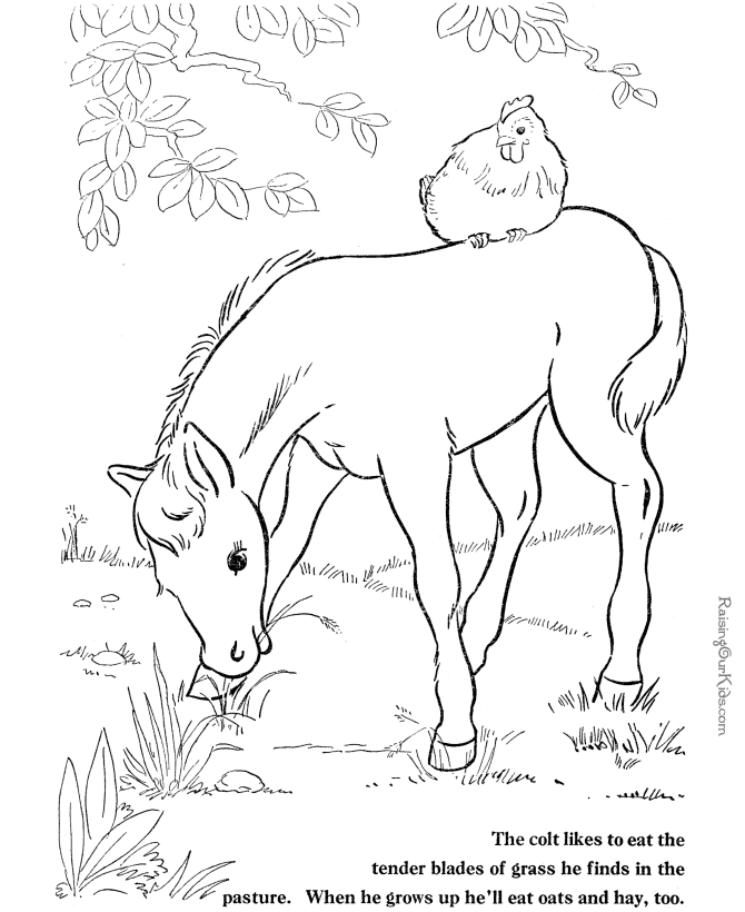 Horse coloring pictures – Farm Animals 018